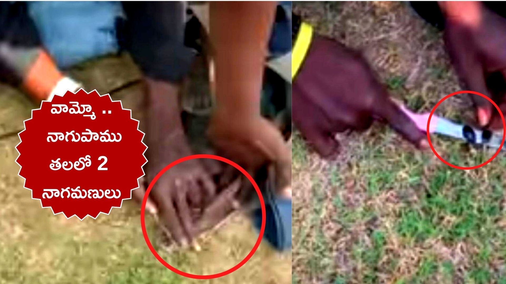 Snake Nagamani Pearl Viral Video: Two Peoples cuts King Cobra's head ...