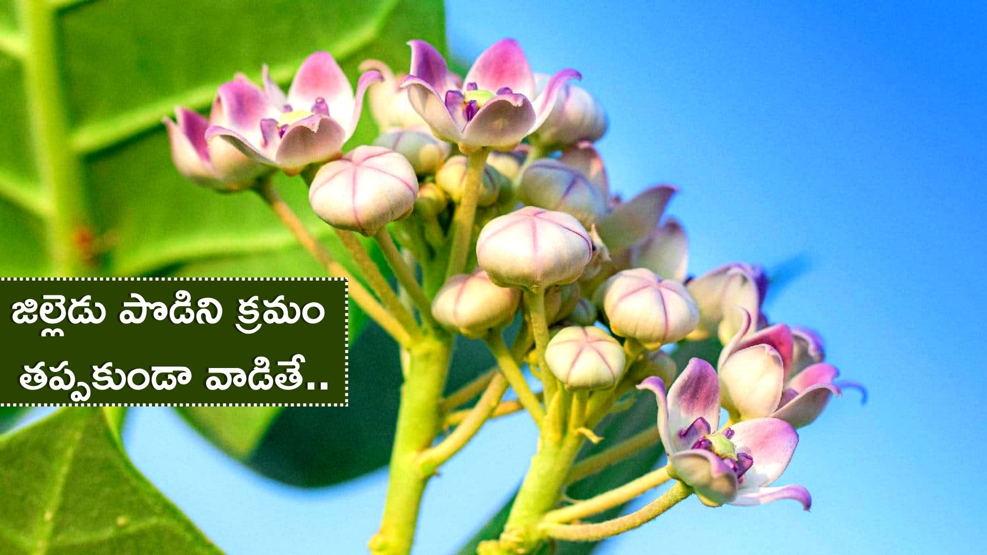 Aak Leaves For Diabetes: Regular Consumption Of Aak Leaves Powder Can ...