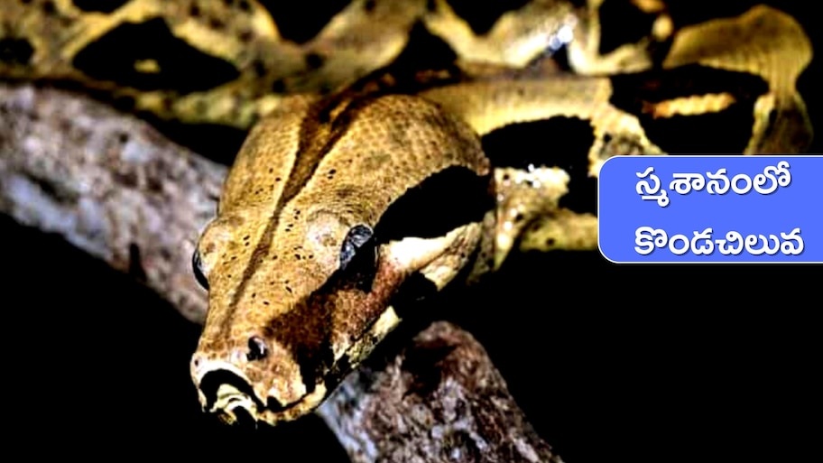 Snake Viral Video: Horrible 6 Foot Black Snake In Falaknuma graveyard ...