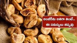 Fiddle-Leaf Fig News in Telugu, Latest Fiddle-Leaf Fig news, photos ...