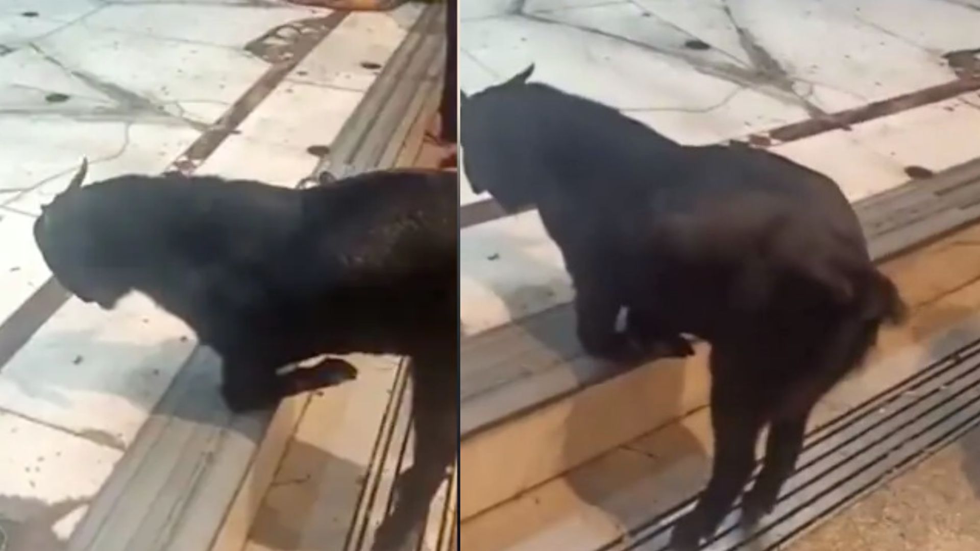 Goat Temple Viral Video: Goat Kneeling Down At Baba Anandeshwar Temple ...