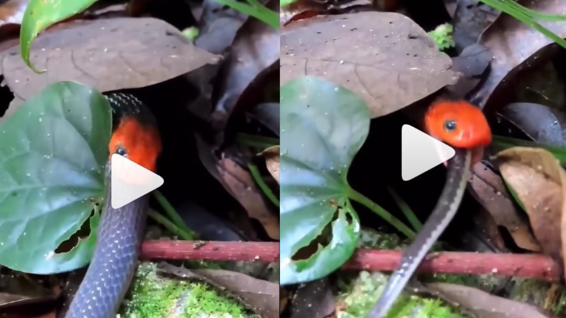 Snake Eats Snake Viral Video: Red Headed Snake Swallows Another Snake ...