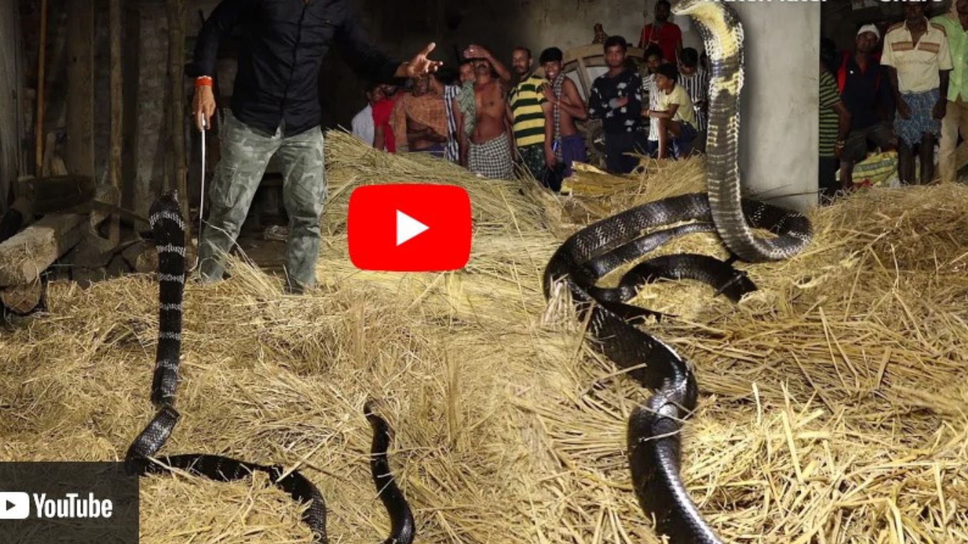 Snake Catcher Murliwale Hausla Rescued Two Dangerous King Cobras ...