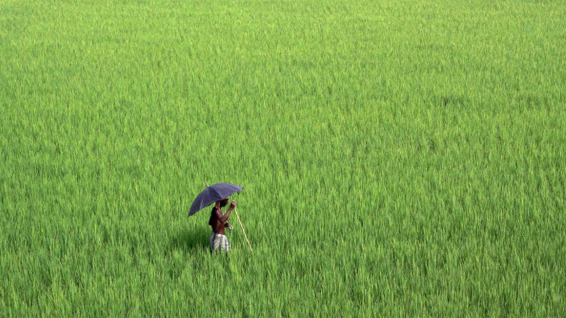 MSP hike for Rabi crops: Modi govt hikes Minimum Support Priceses for ...