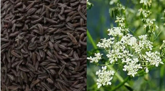 Black cumin seeds benefits and tips to reduce obesity, weight loss and ...