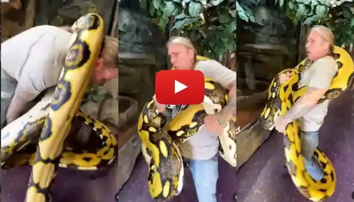 Python Viral Video, Python Attacks Man : వైరల్ వీడియో.. 20 అడుగుల భారీ ...