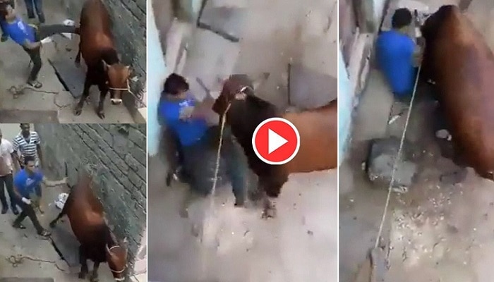 Cow Kicks Man like a man : ఆవుపై దాడిచేసి ప్రతాపం చూపించాడు.. తిరిగి ...