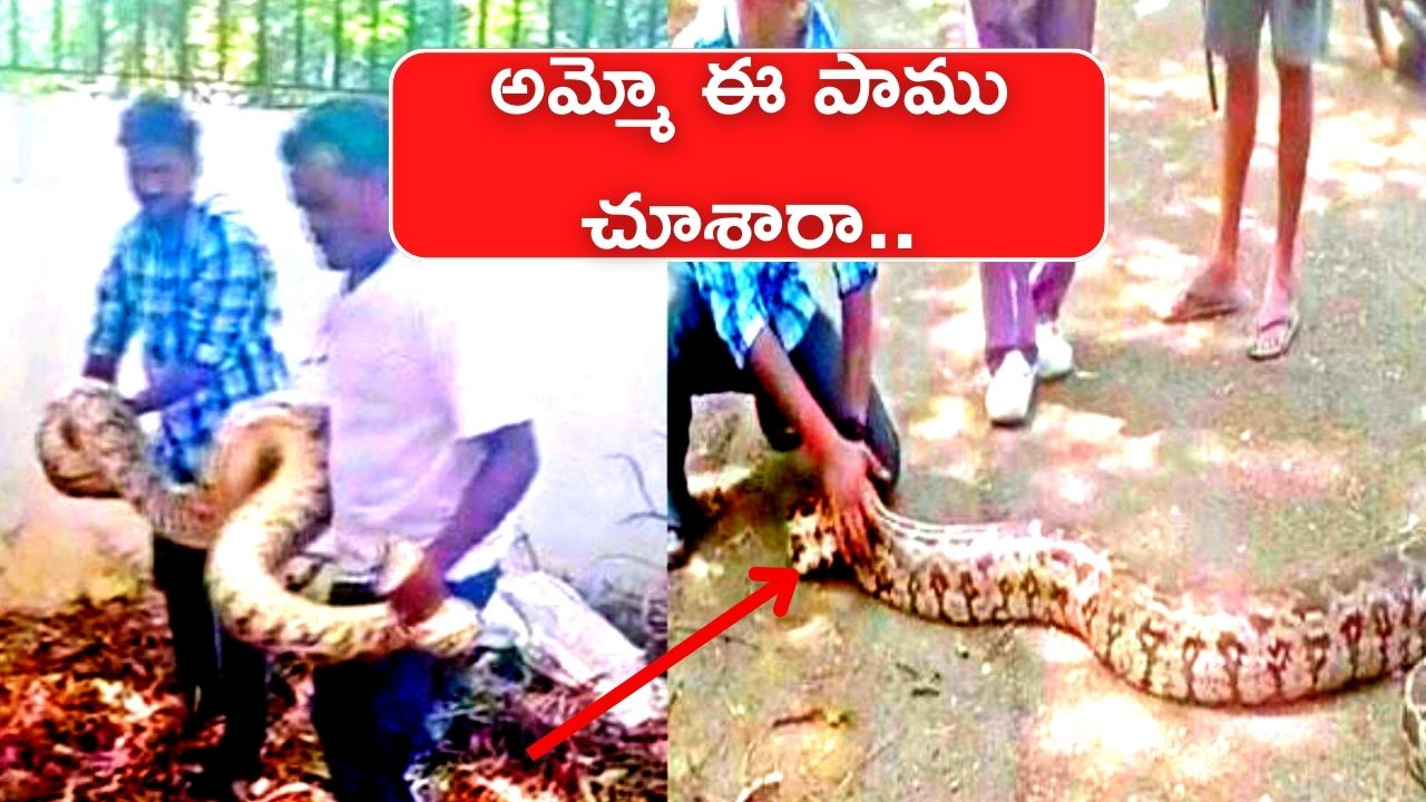 Hyderabad Python Viral Video 14 Feets Big Python Found At Hyderabad Secunderabad Rail Nilayam 