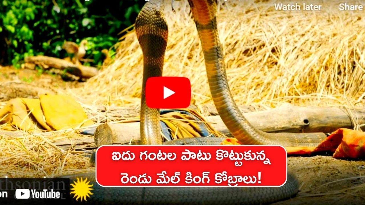 Giant King Cobras Fight: Two Male King Cobras Fight for Female King ...