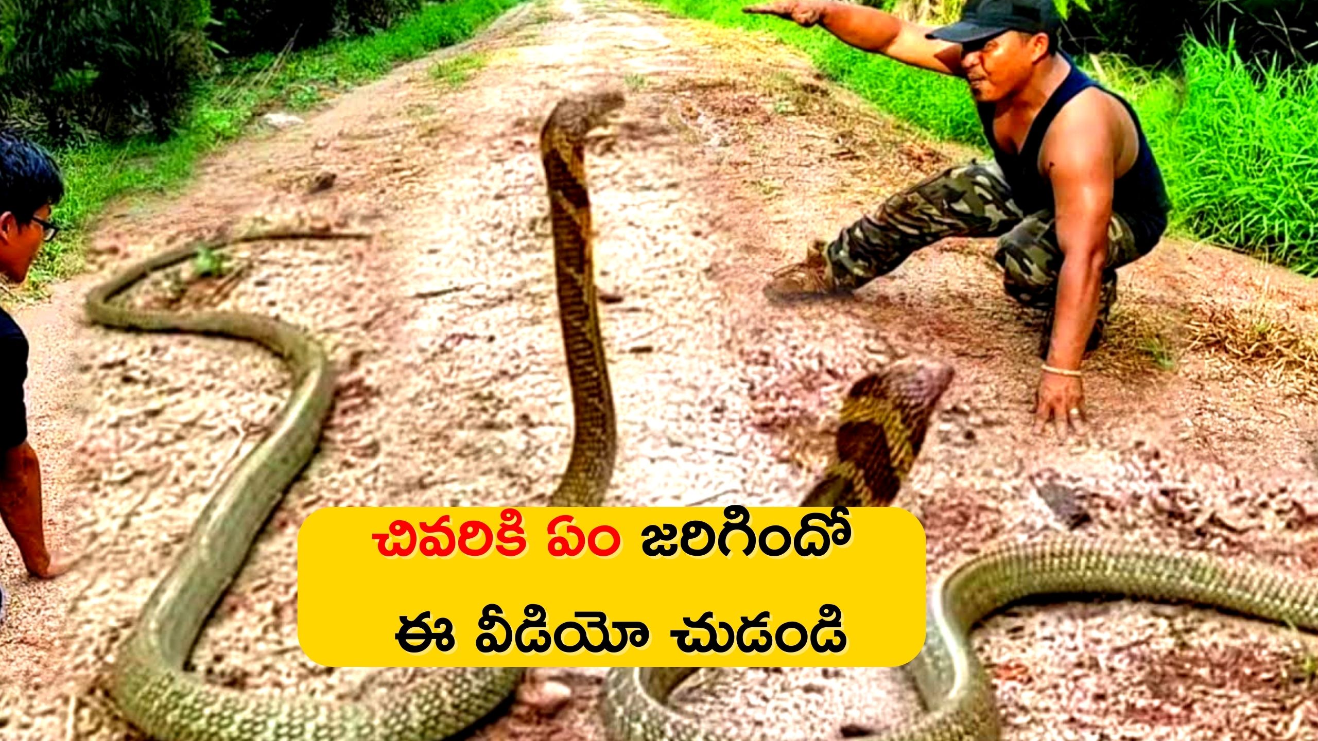 King Cobra Viral Video: Famous Snake Catchers Caught 10 Feet Deadly ...