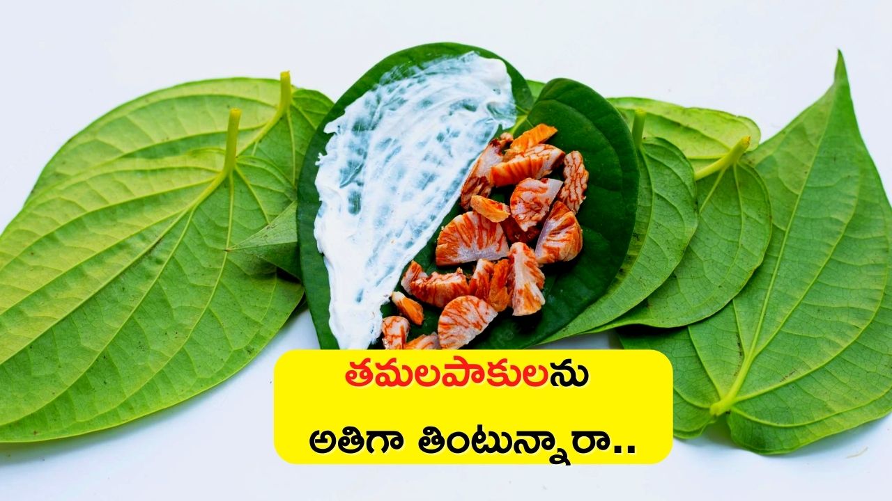 Betel Leaf Excessive Eating Of Betel Leaves Increases Bp And Causes betel-leaf-excessive-eating-of-betel-leaves-increases-bp-and-causes