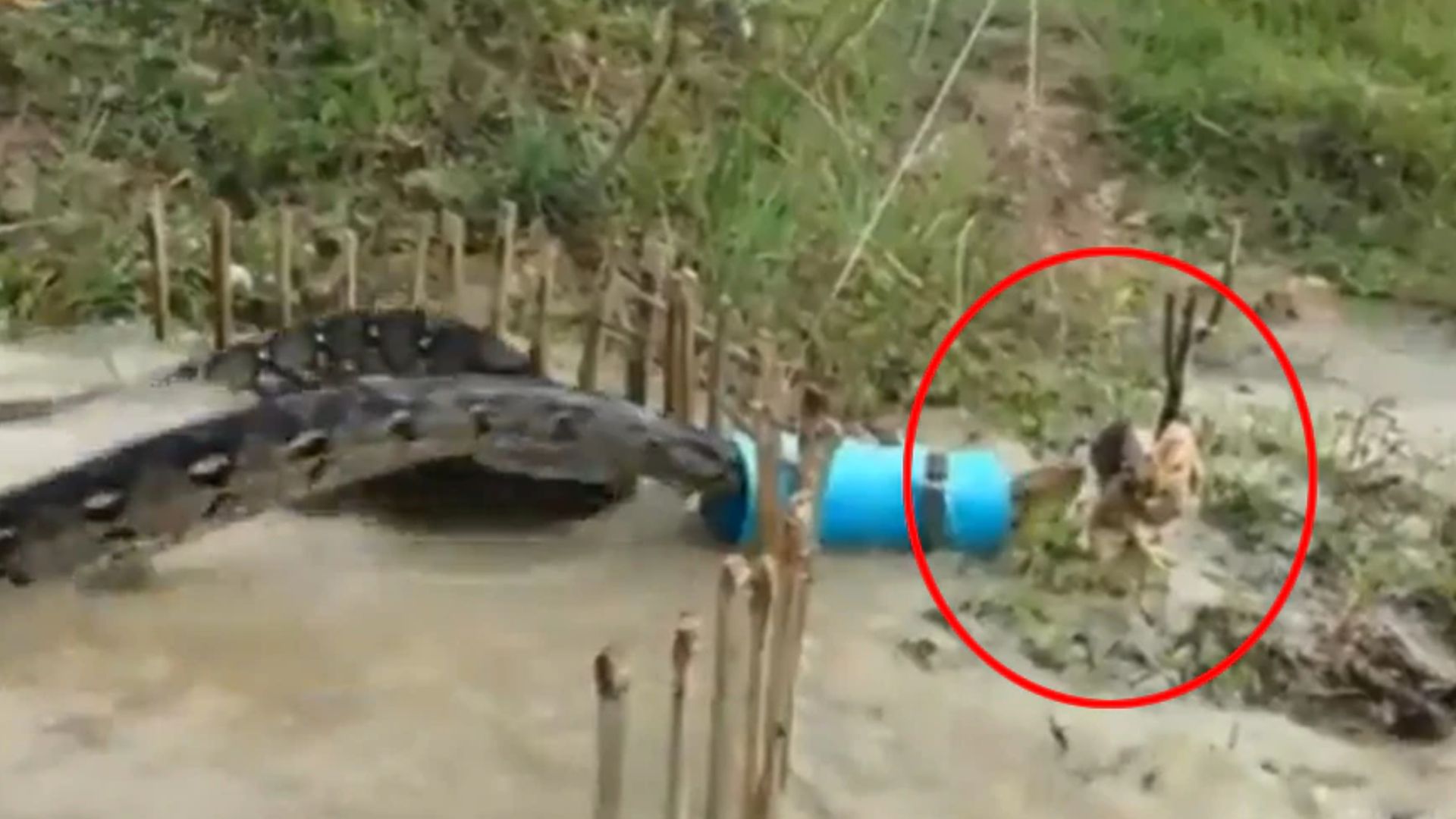 Giant Python trap using Live Chicken in Water | ఈ పైథాన్ కి బాడీ ...