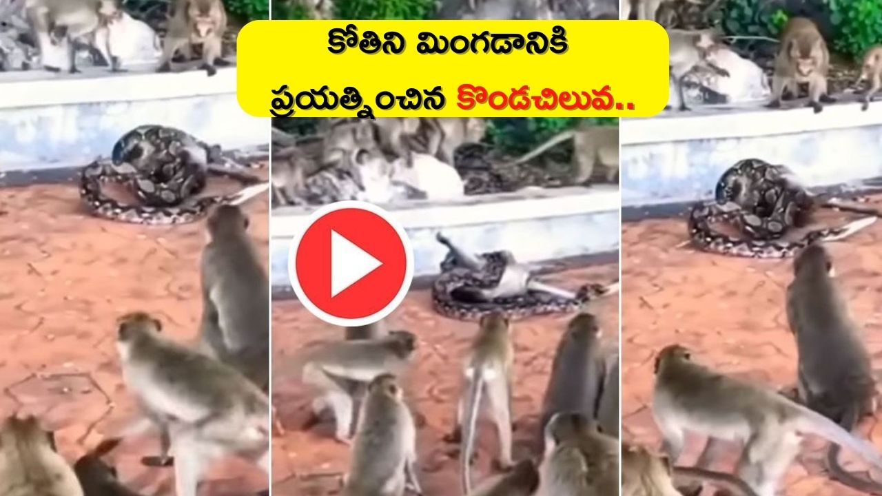 Python Monkey Viral Video: Big Python try to Swallow Monkey, Today ...