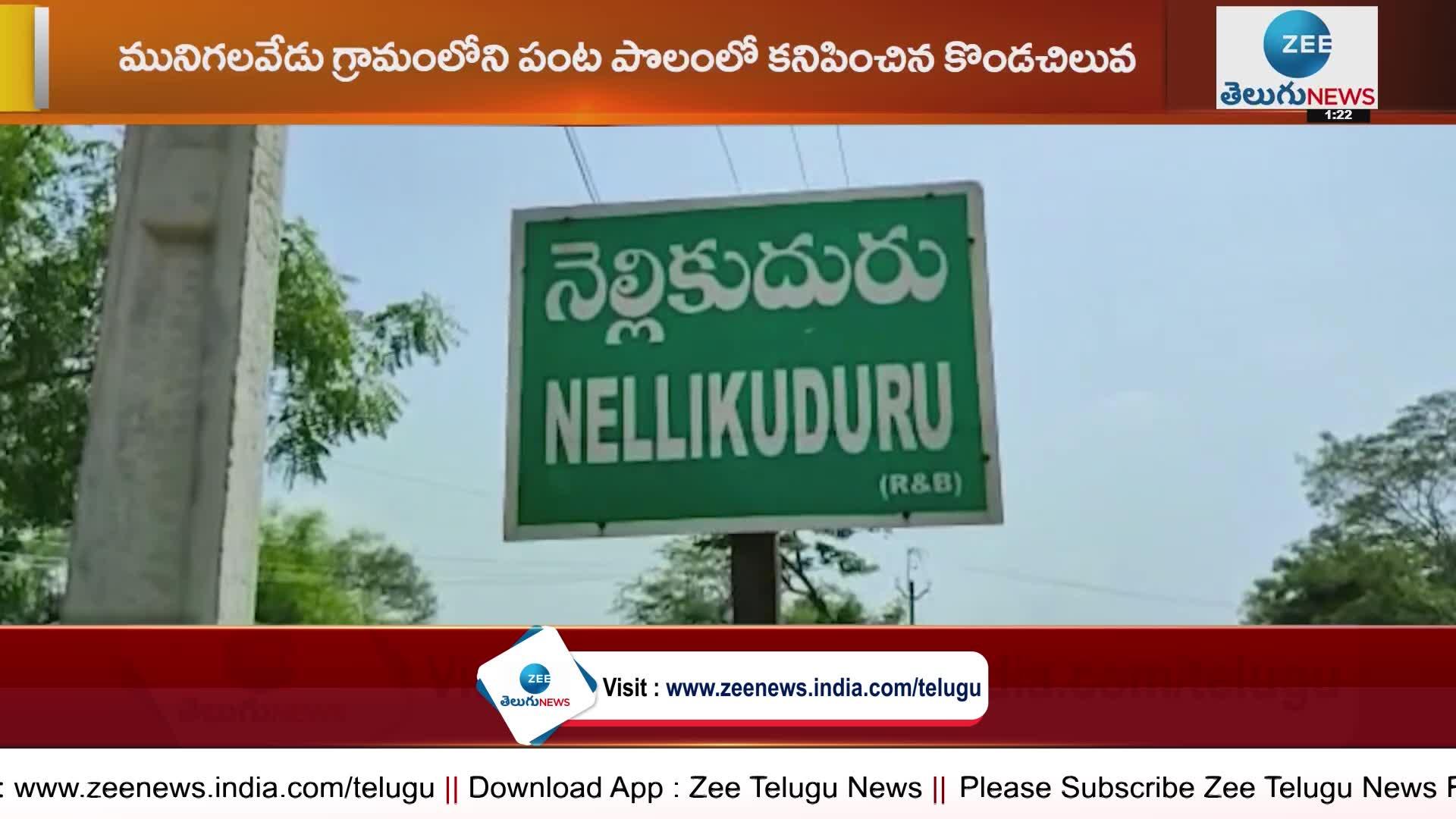 Huge 6 meter python in nellikuduru village fields of mahaboobabad ...