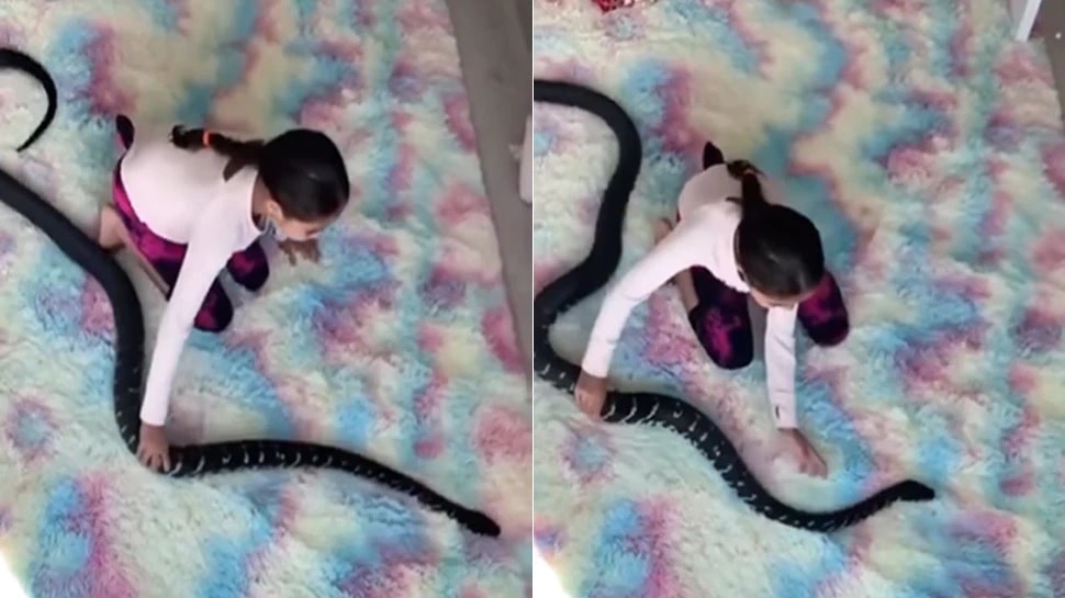 Dangerous black cobra python snake vs girl viral video todays shocking ...