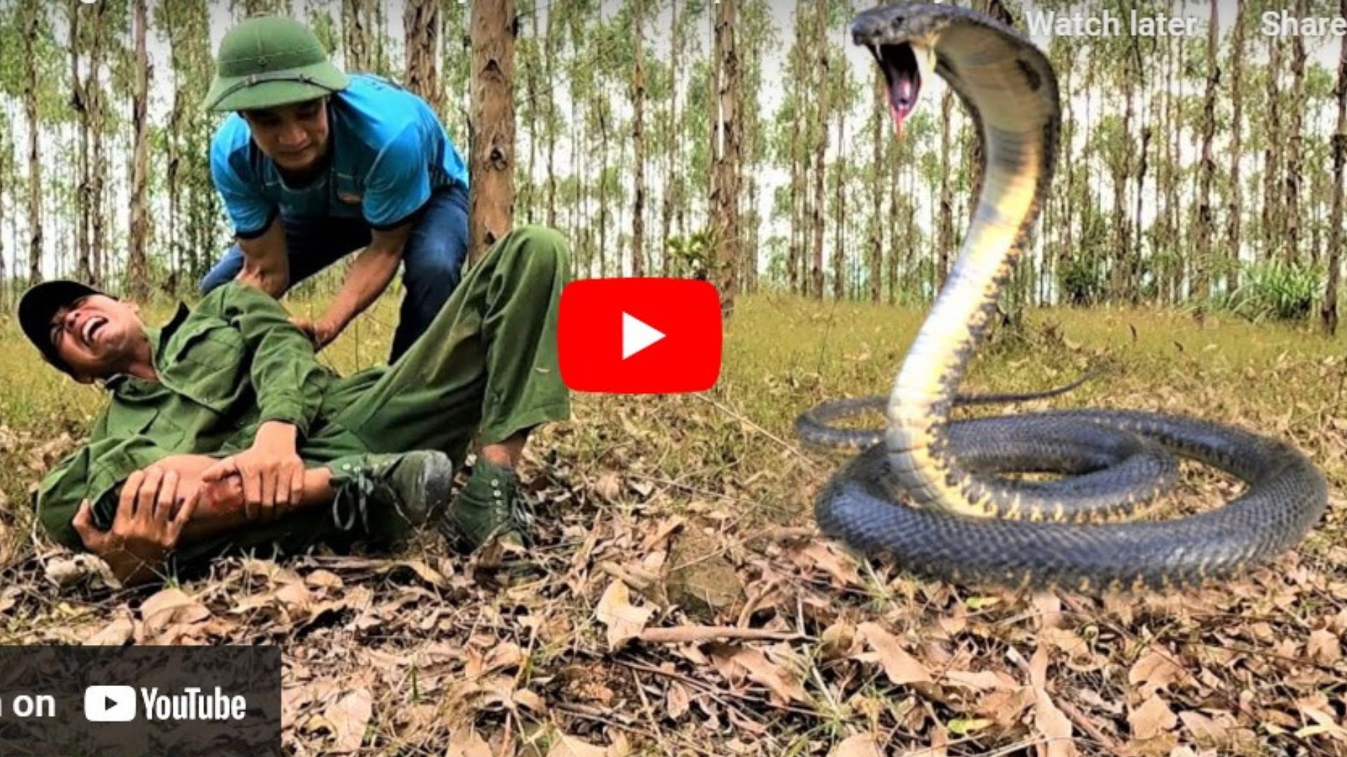 King Cobra Hole Viral Video: Two Snake Catchers catching 6 King Cobras ...