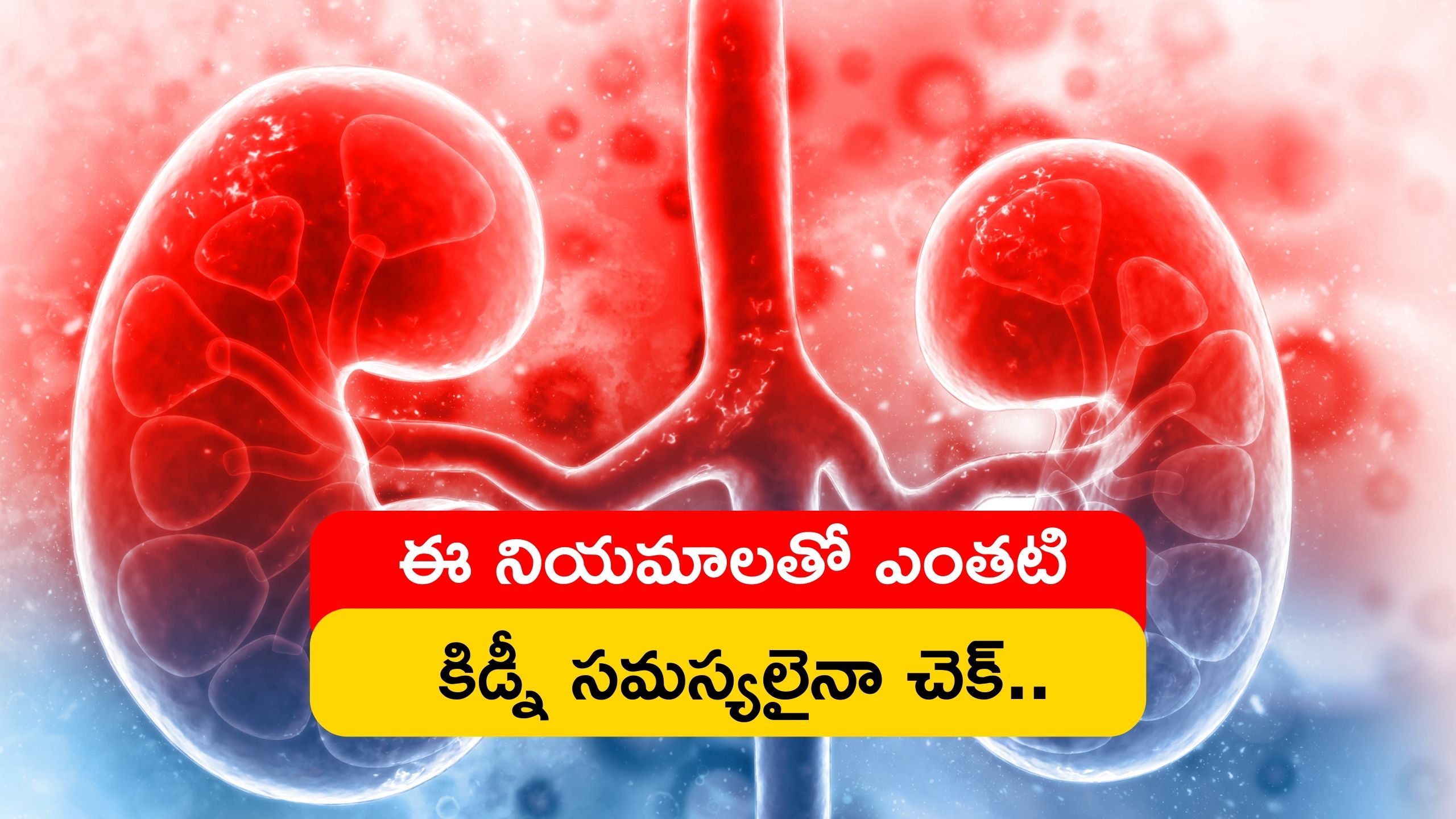 Kidney Damage Prevention Tips If You Stop Smoking And Drinking Alcohol kidney-damage-prevention-tips-if-you-stop-smoking-and-drinking-alcohol