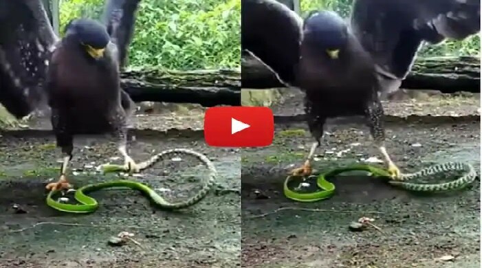Gaviao bird caught the dangerous green snake with its legs which about ...