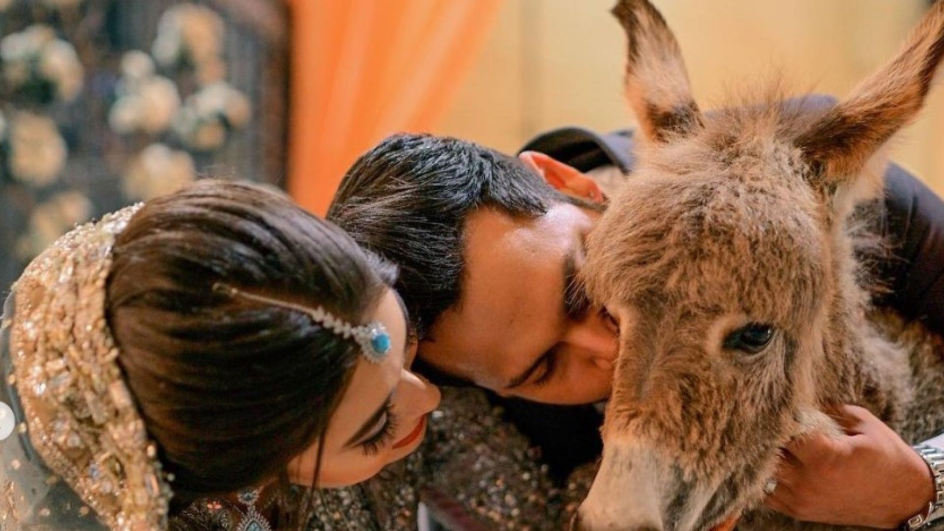 Donkey Wedding Gift Viral Video: Pakistani husband Azlan Shah gifts a ...