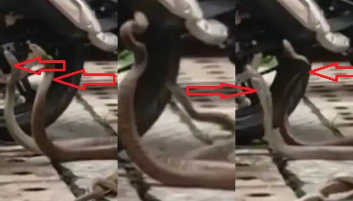 Two king cobra snakes dancing with each other in parking area, google trending video goes viral ...