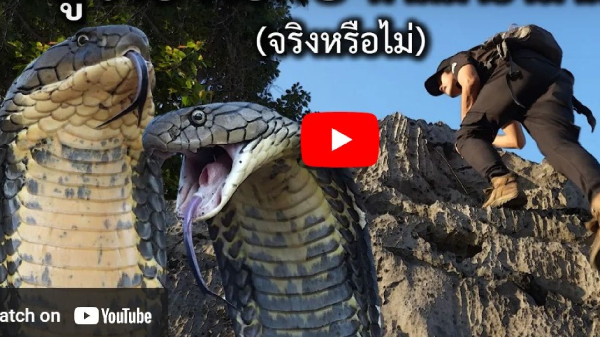 Lady Snake Catcher Catching Dangerous King Cobra Very Simple | అడుగుల ...