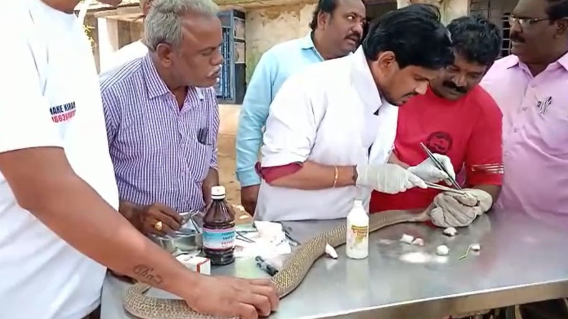 White King Cobra Surgery Viral Video: Snake Catcher Kiran Saved ...