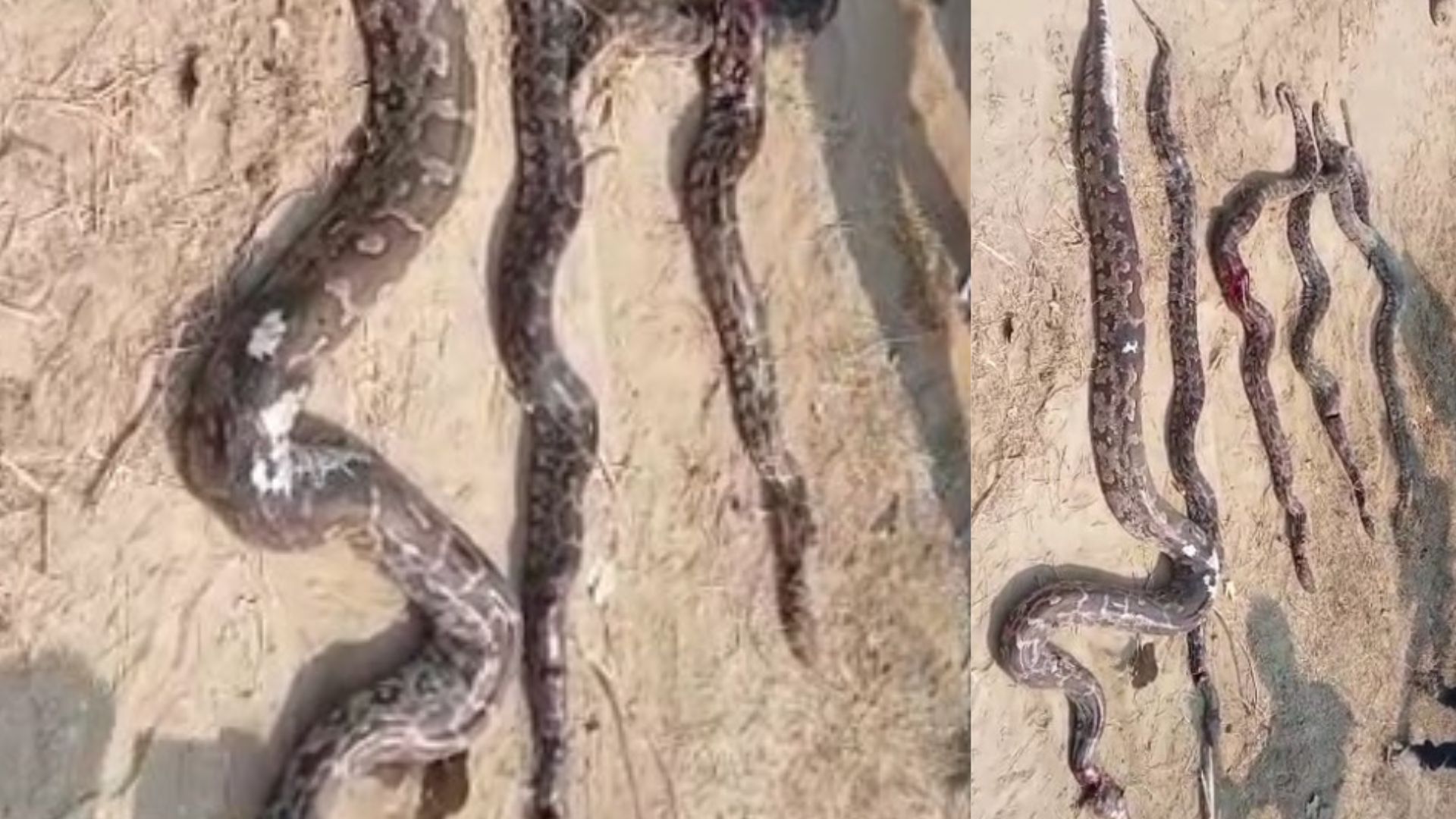 Python Mans Vial Video: Village Peoples Kills 5 Pythons in Eluru District, Today Google Trending ...