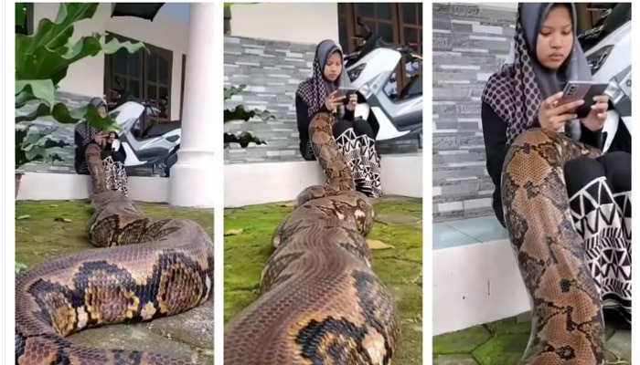 Giant python viral video, girl makes friendship with giant python as ...