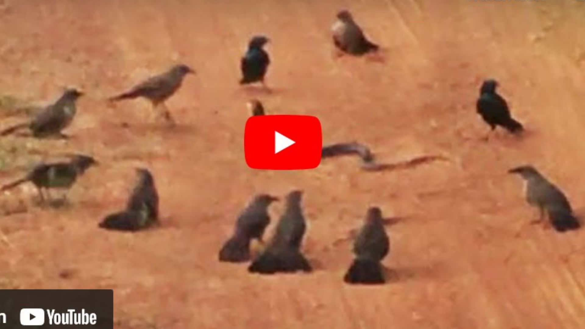 Angry Crows attacks on dangerous Big King Cobra Horrible Video | కింగ్ ...