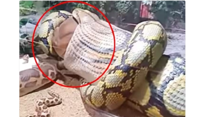 horrible Video Python Swallows 300 Kgs Cow | బాప్రే.. 300 కిలోల ఆవును ...