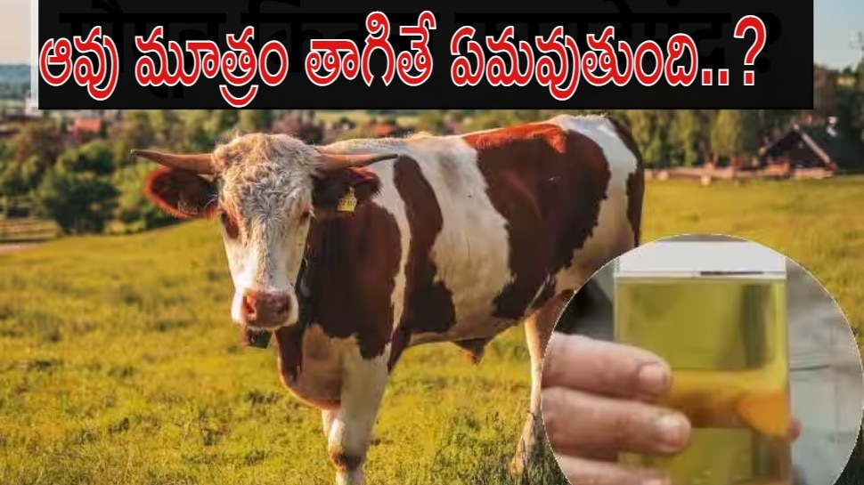 Indian Veterinary Research Institute conducted research on cow urine ...