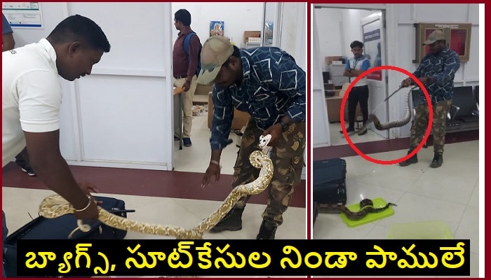 Snakes and a Chameleon seized at Chennai Airport from female pax who ...
