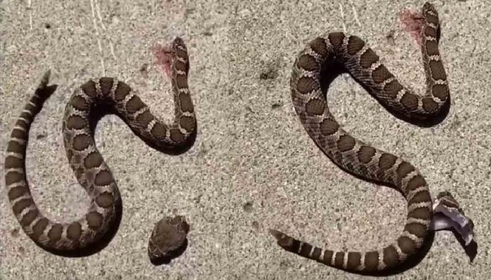Dangerous and poisonous snake bites video viral trending on google ...