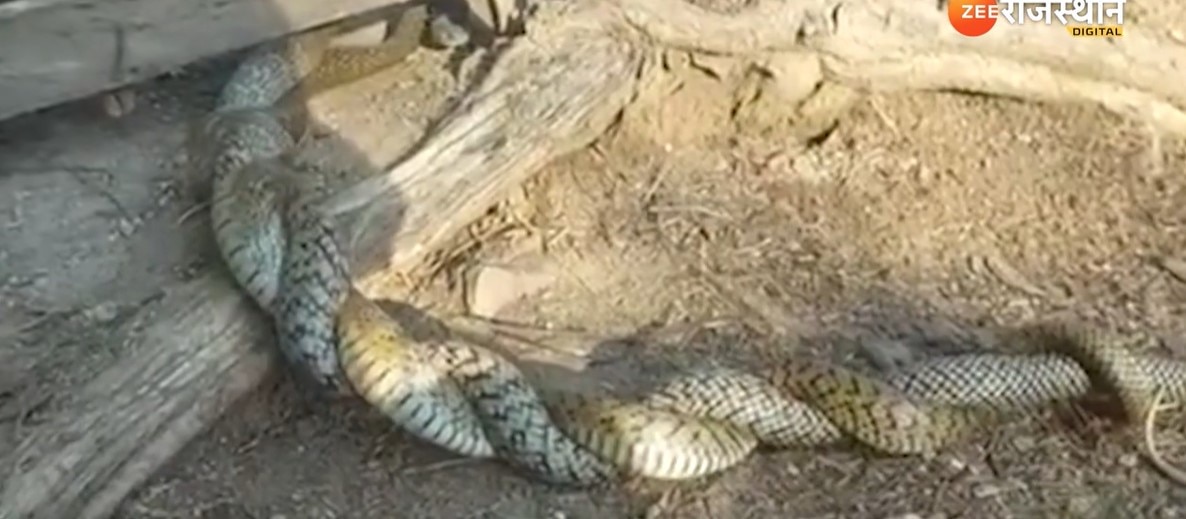 King Cobra Mating Viral Video: Two Big King Cobras Mating for 3 hours in Forest, Romantic King ...