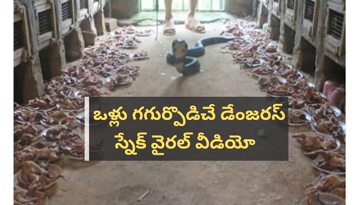 Hungry Cobra eating food Watch the Viral video | వీడియో చూస్తే గుండెలు ...