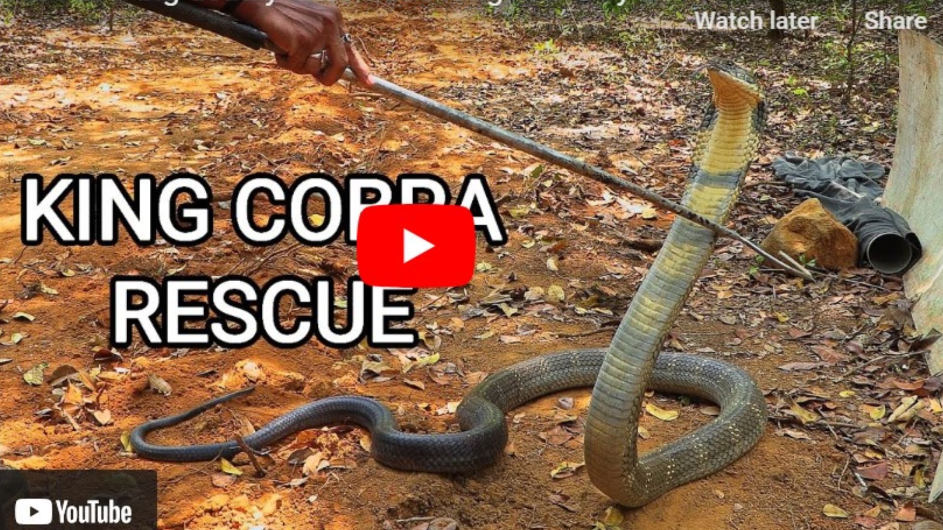 King Cobra Man Viral Video | చెట్టెక్కిన భారీ కింగ్ కోబ్రా.. కస్టపడి ...