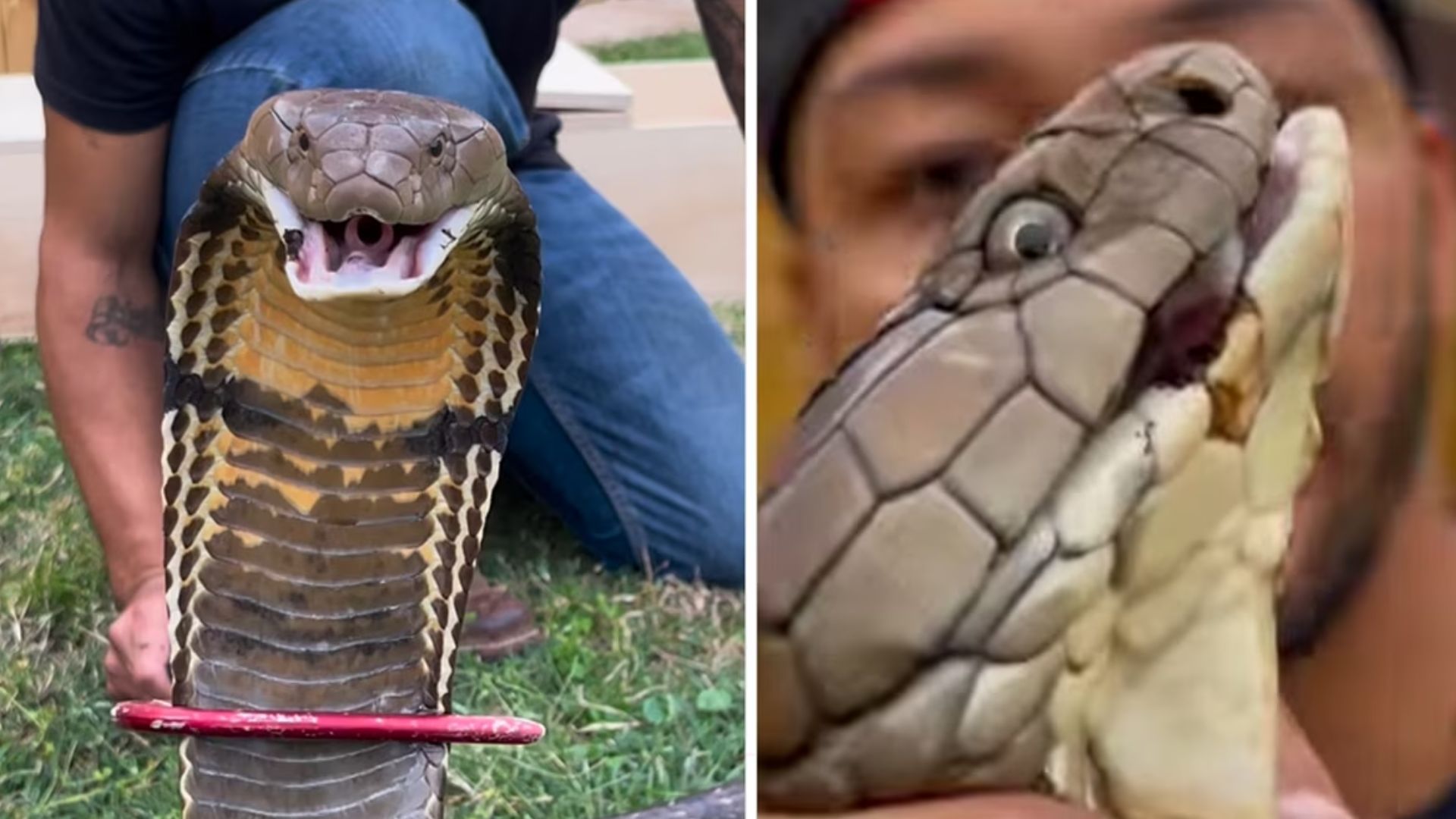 Black King Cobra Man Viral Video: Man Catches dangerous Black King ...