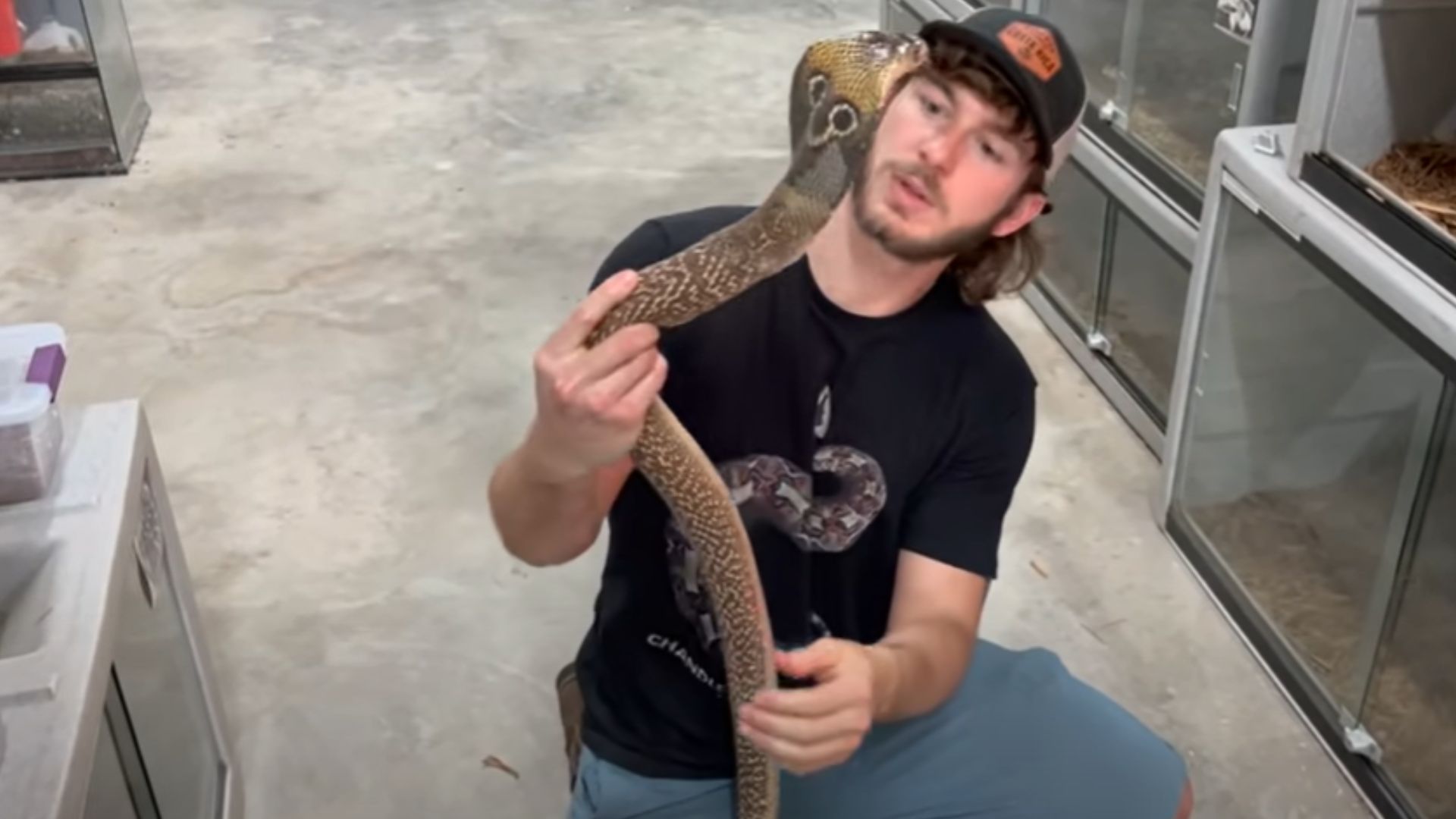 King Cobra Skin Viral Video: Man peeled dangerous King Cobra Skin ...