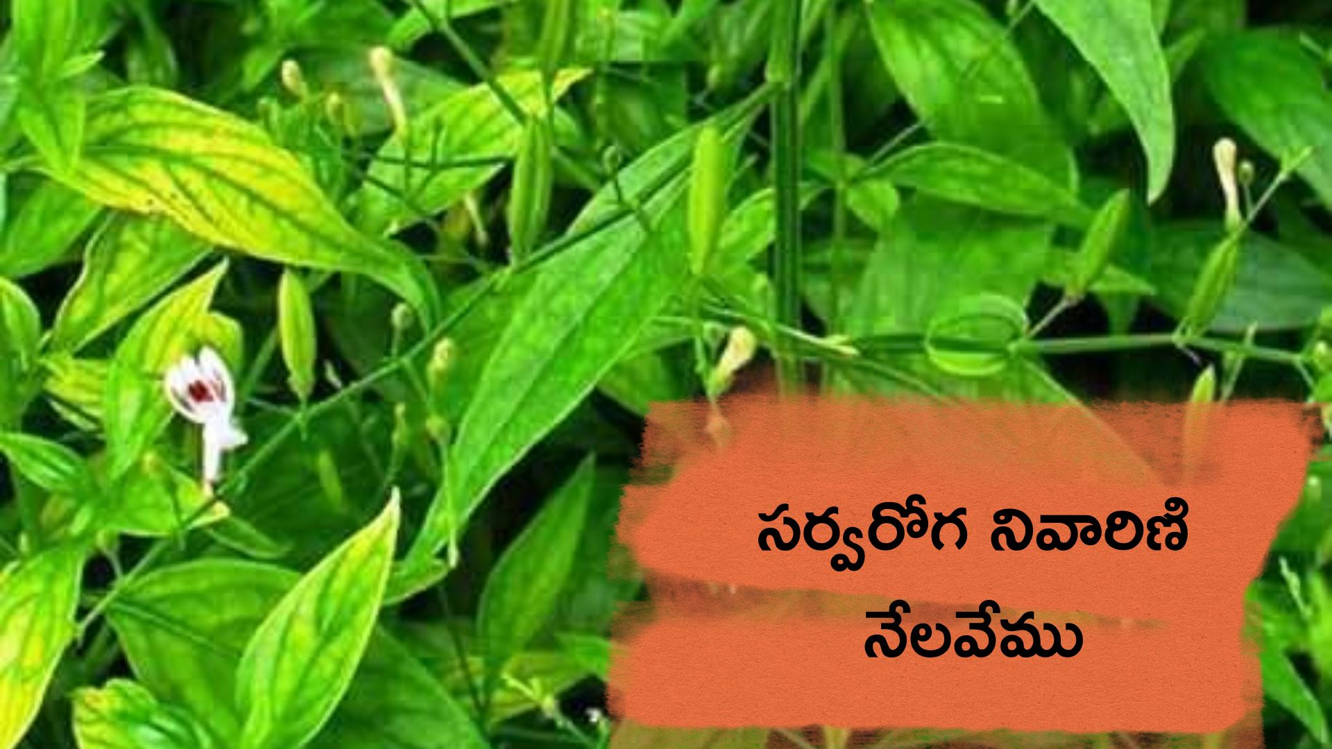 Health Benefits of Green Chiretta or Nelavamu Mokka | ఈ మొక్కతో కేన్సర్ ...