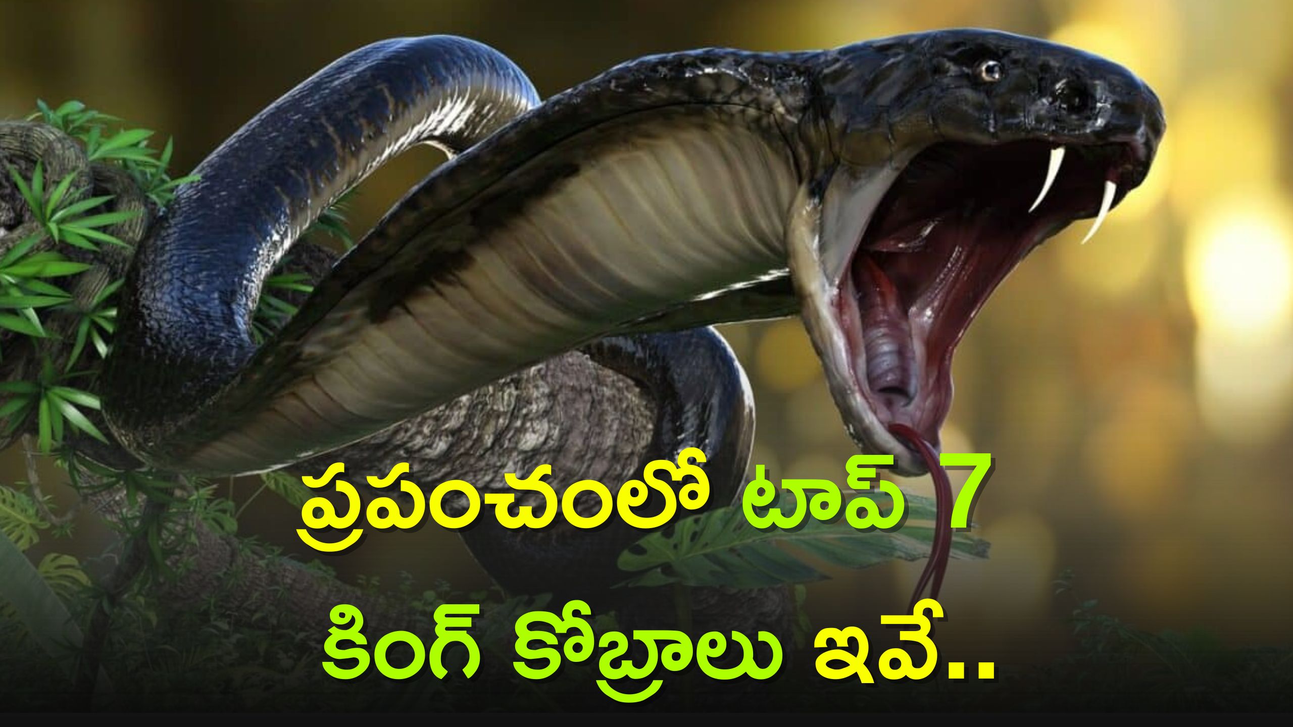 Longest Giant King Cobra Viral video Today| Top 7 King Cobras ...