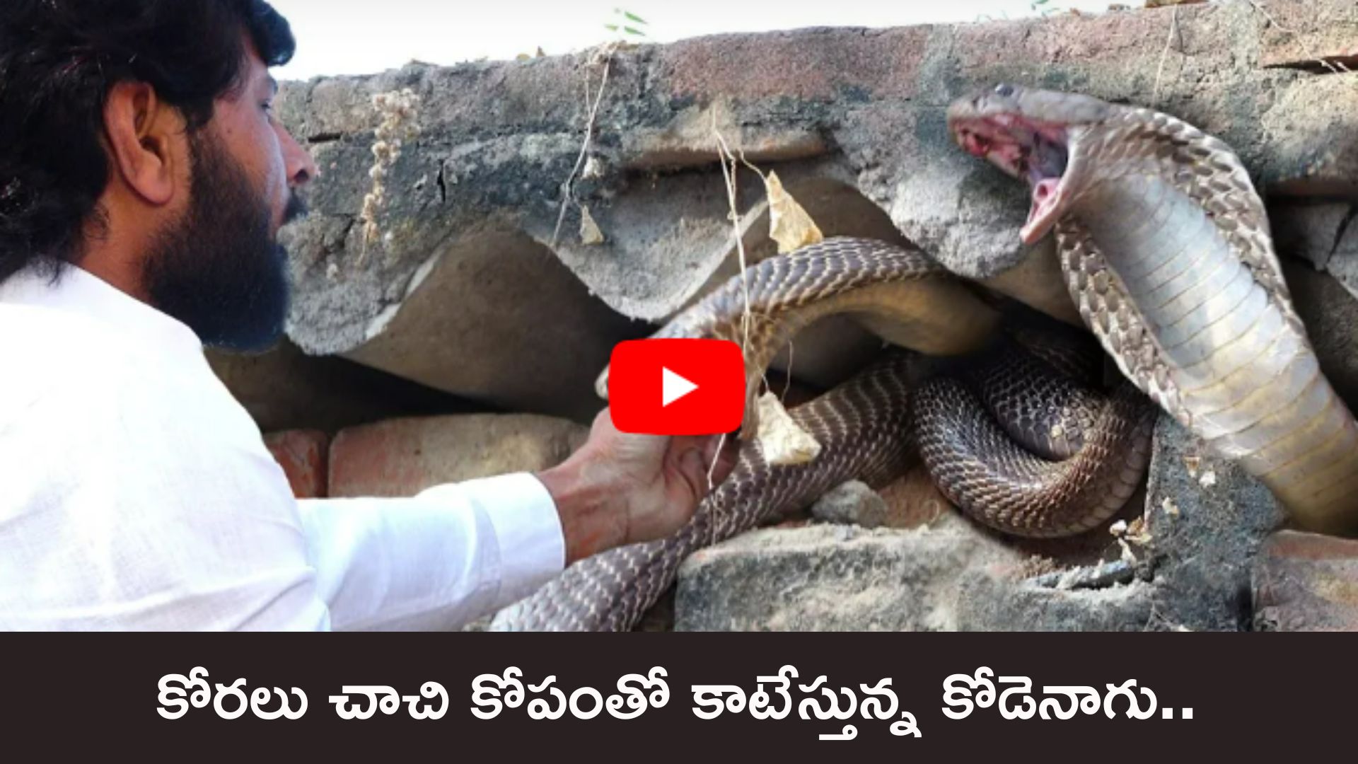 King Cobra's Becomes Angry on Snakes Catcher disturbing their Privacy ...