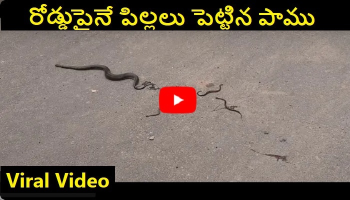 Snake Giving Birth To Young Baby Snakes: Snake Giving Birth : పాము ...