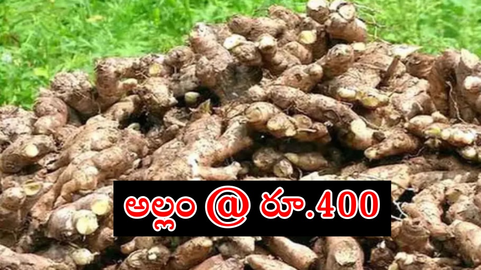 Ginger Prices touch Rs 400/kg in Karnataka |Ginger Price hike: చుక్కలు ...