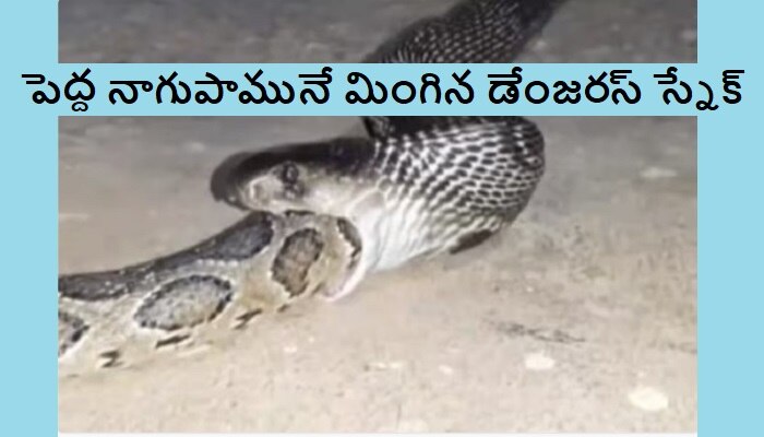 Snake eating an other snake video caught On camera : Python Eating ...