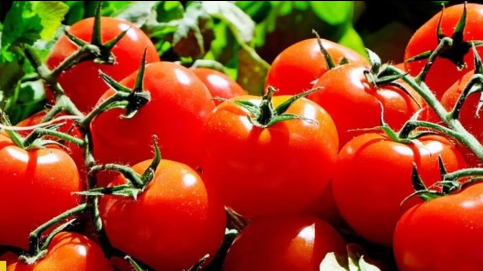 tomato Price Today Subsidised tomatoes at Rs 70 per kg now available online through ONDC check ...