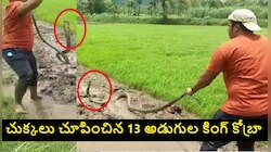 Wild King Cobra in Paddy Fields News in Telugu, Latest Wild King Cobra ...