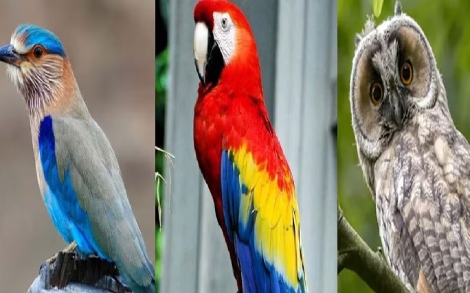 Lucky birds and its sentiments related good signs know which birds ...