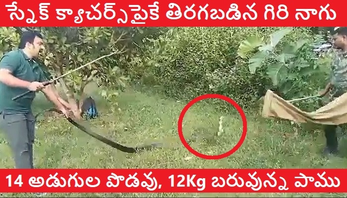 Giant Black King Cobra in paddy fields in Anakapalli district near ...