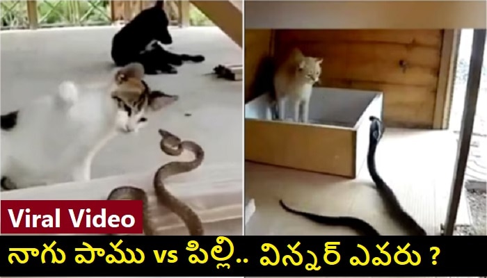 Cats VS Snakes fighting videos trending on google, snakes vs cats viral ...