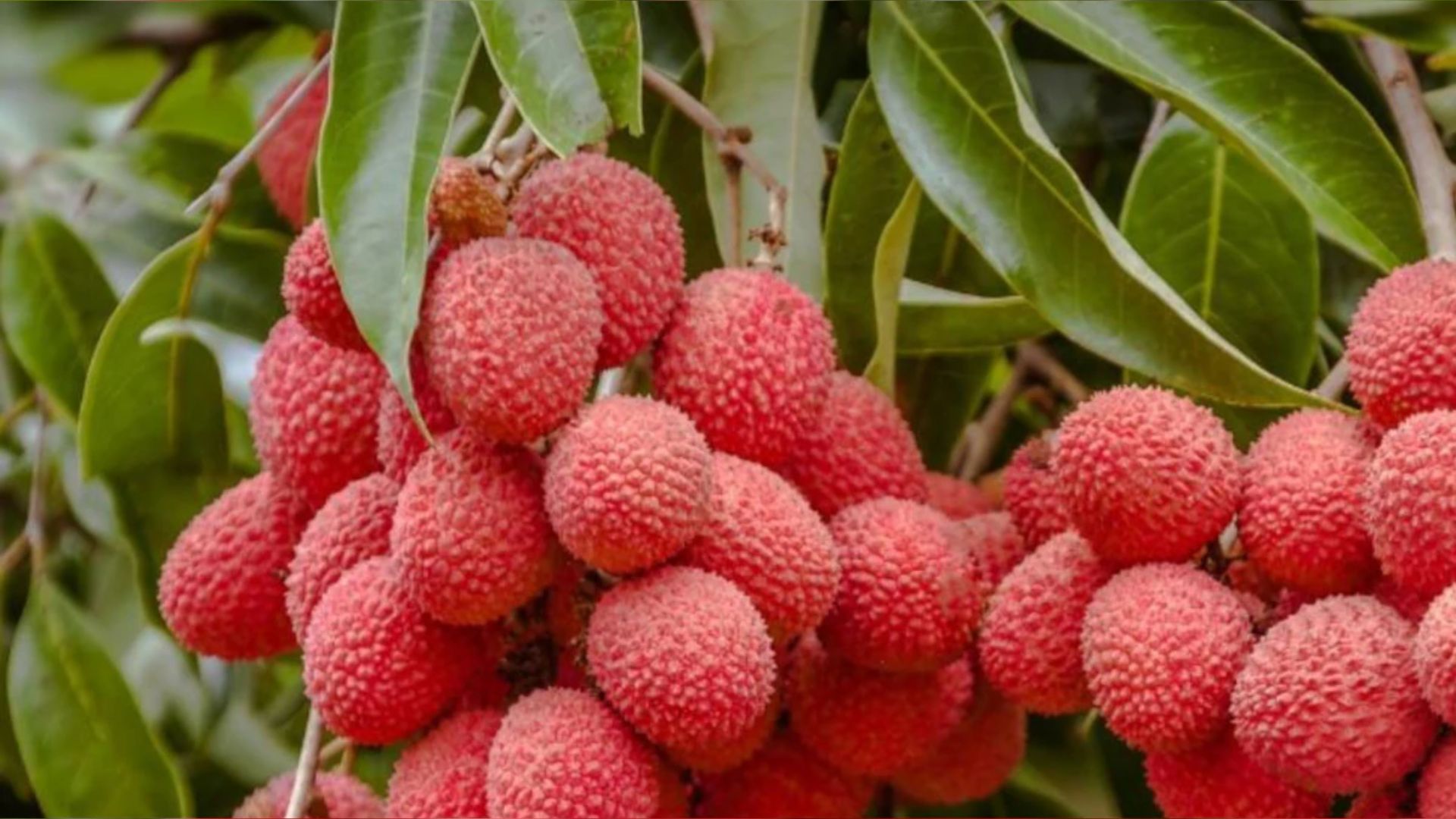 Do you know how litchi benefits to health check the details | Benefits ...